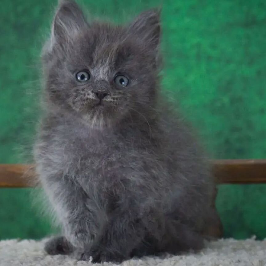 Мейн-кун котёнок