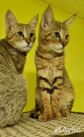 Кошка чаузи ф1