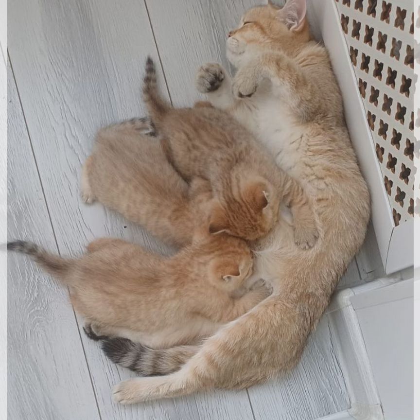 Кошка золотая шиншилла