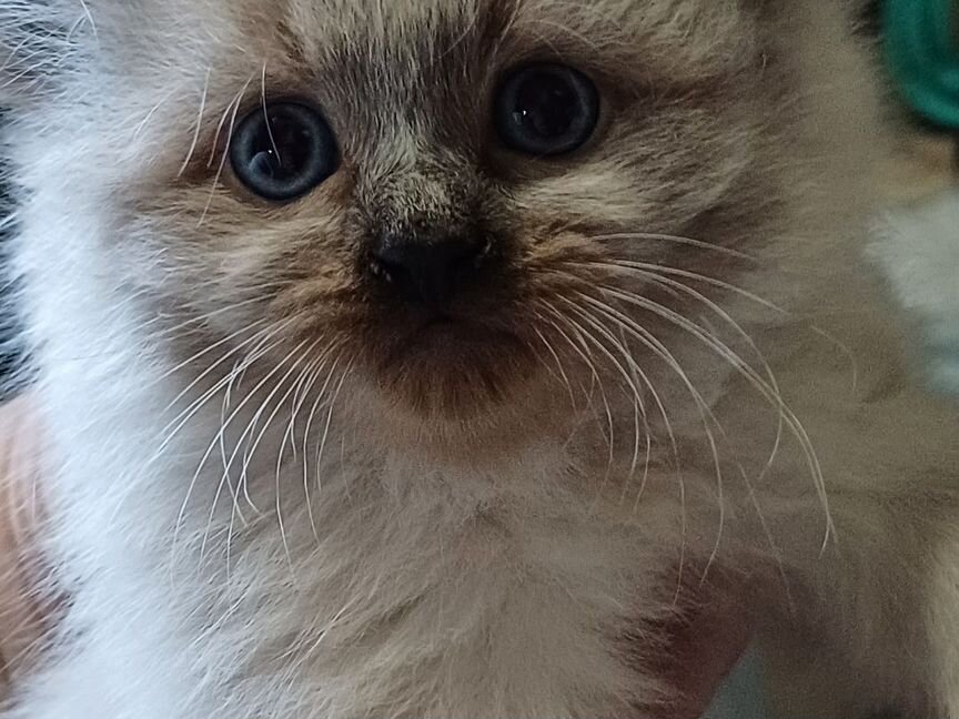 Невские маскарадные котята