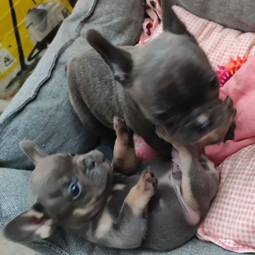 Французский бульдог, щенок