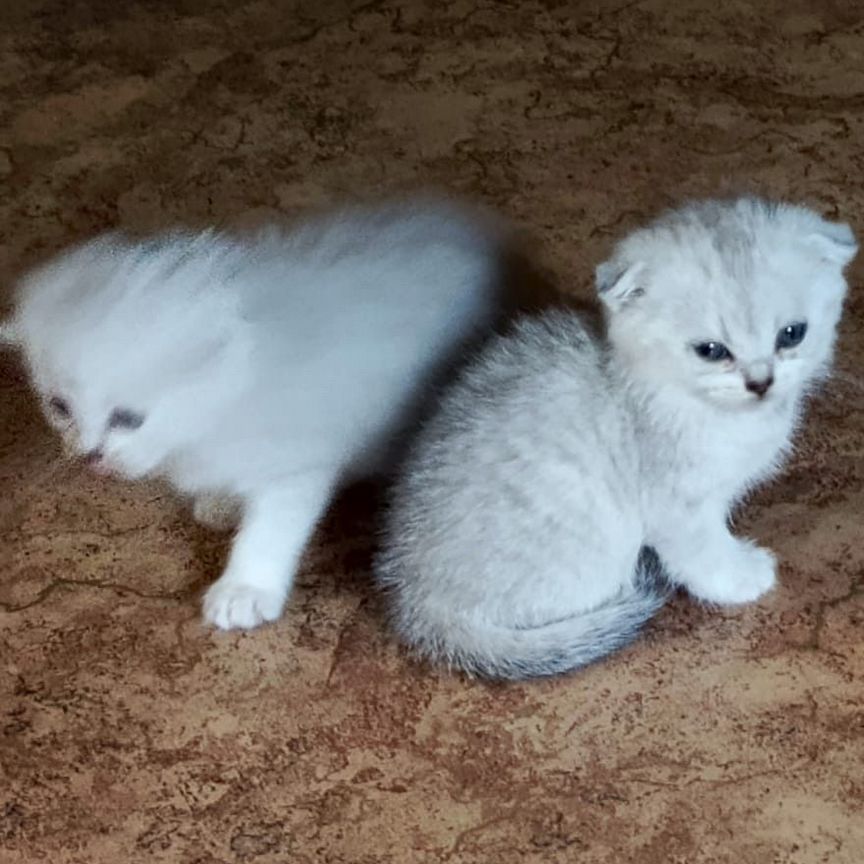 Шотландский вислоухий длинношёрстный котёнок