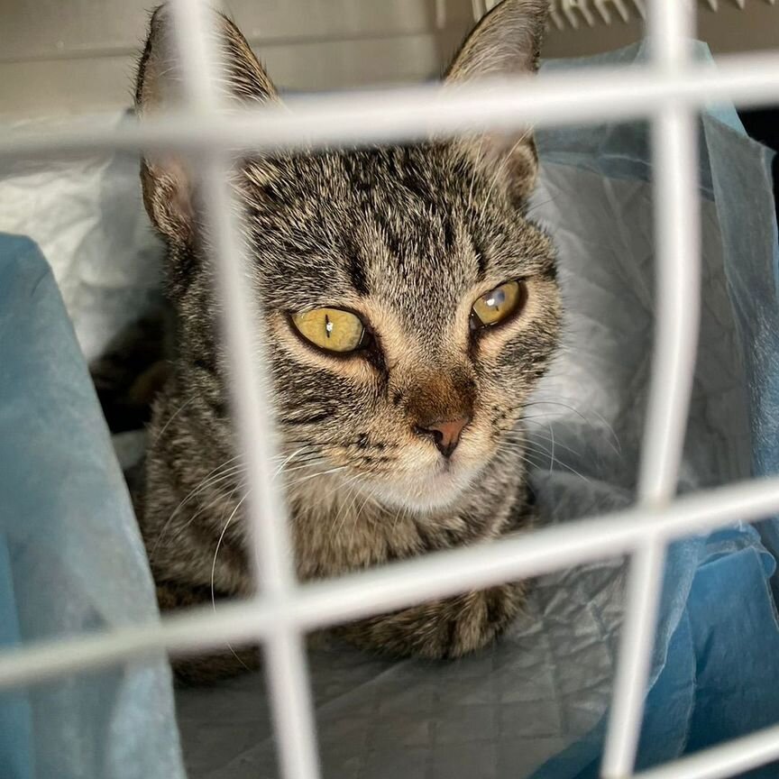 Котенок девочка в добрые руки