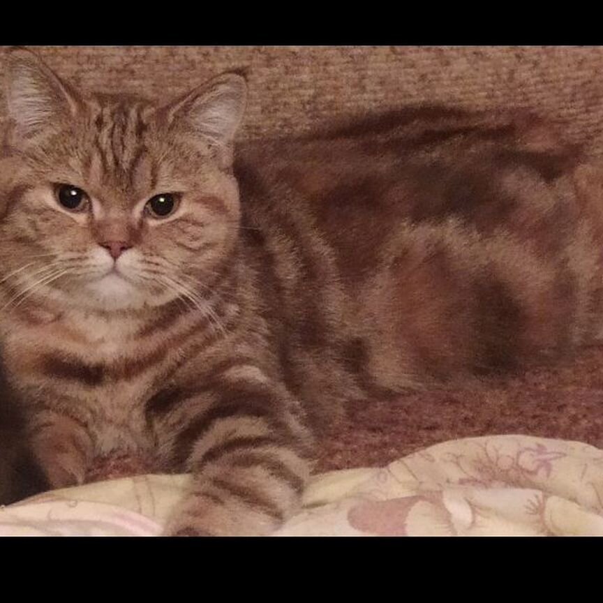 Шотландский прямоухий длинношёрстный котёнок