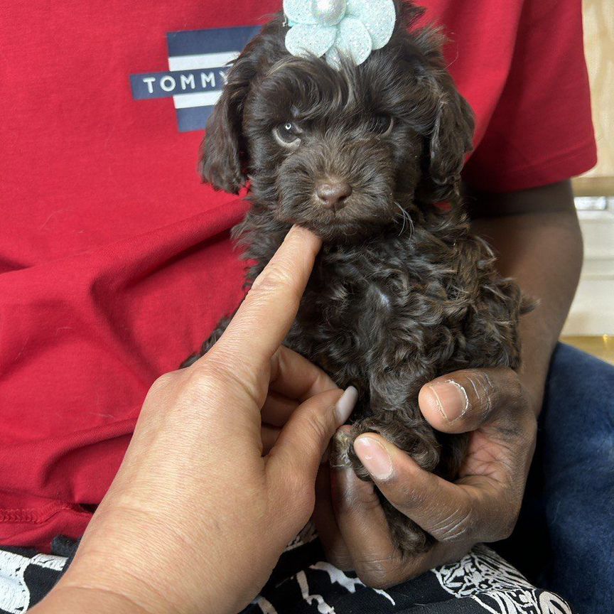 Мальтипу, щенок