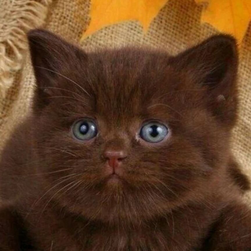 Шоколадные котята