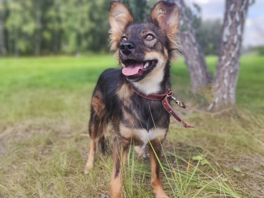 Маленькая домашняя собачка оказалась в приюте