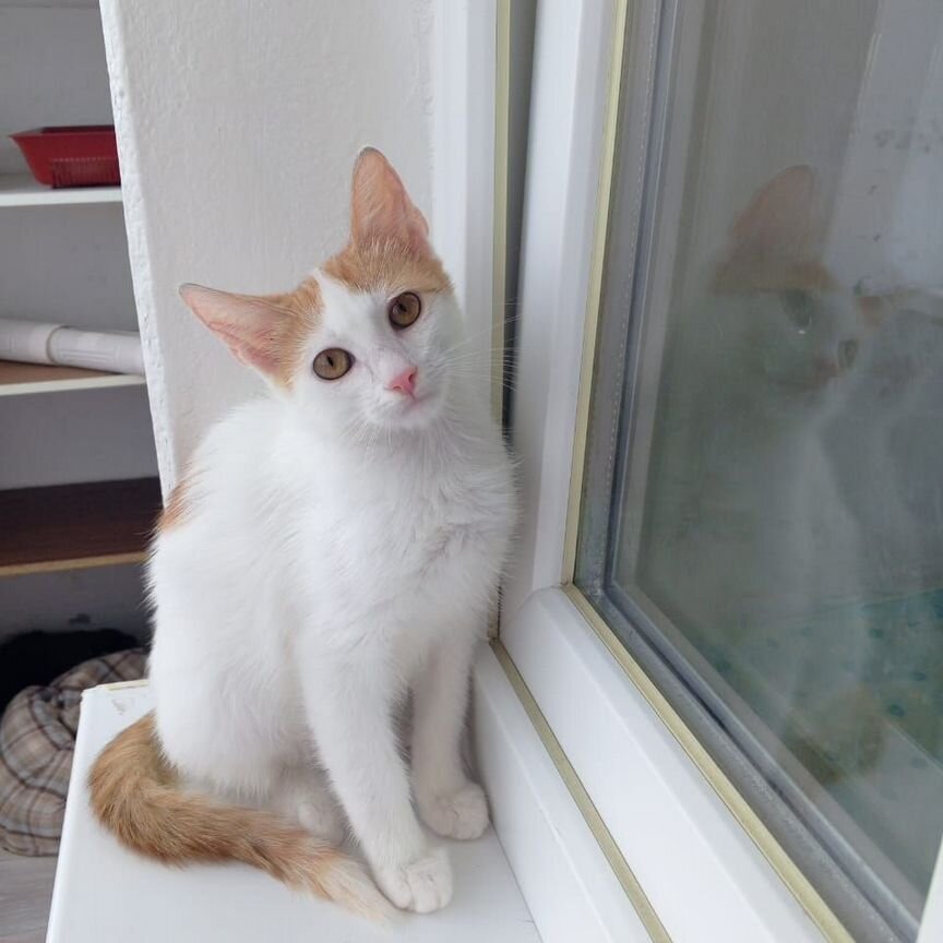Котик