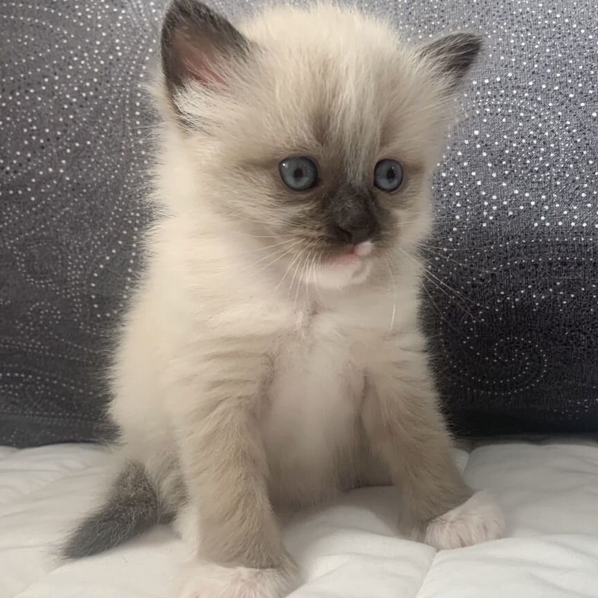 Невские маскарадные котята
