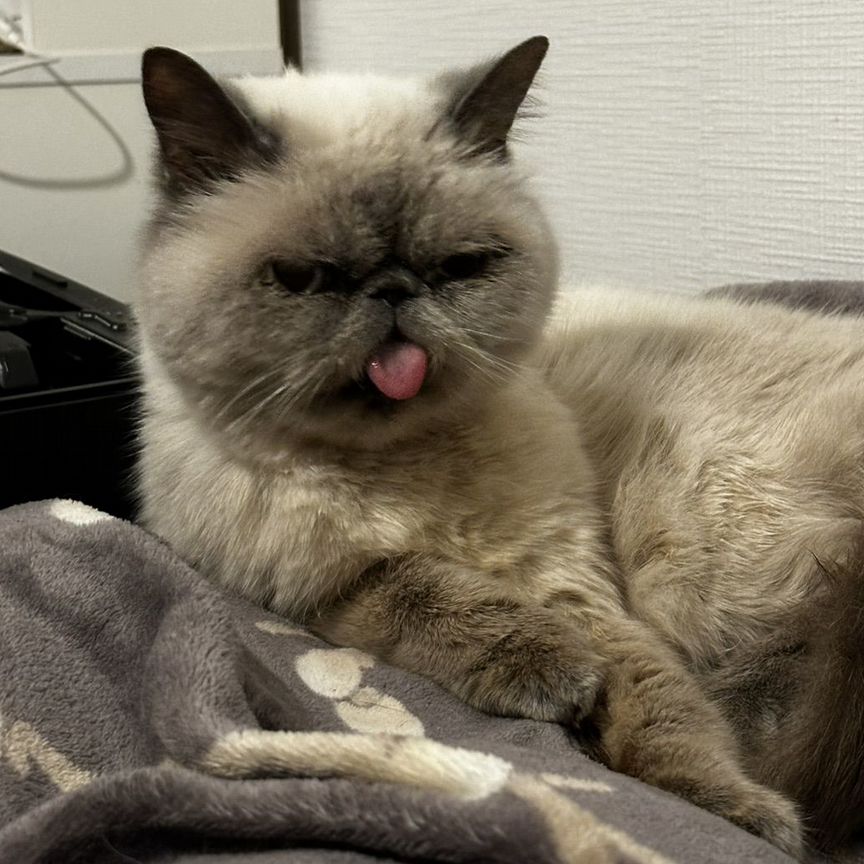 Экзотический короткошёрстный, взрослый кот