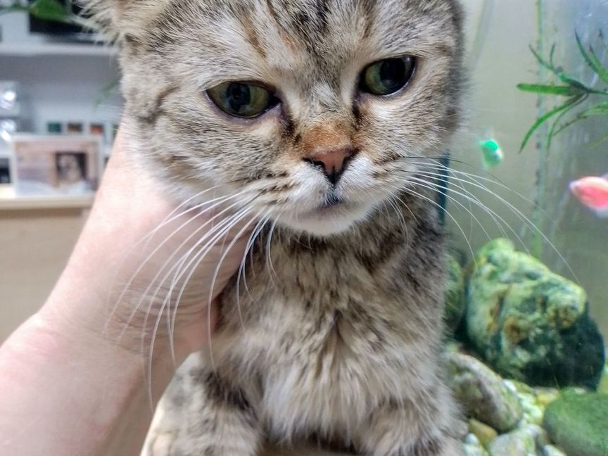 Нюсенька-ласковая молоденькая/стерилизована