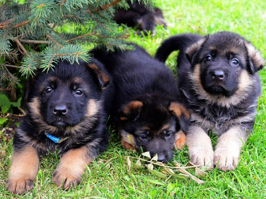 Отличные здоровые щенки немецких отличных овчарок