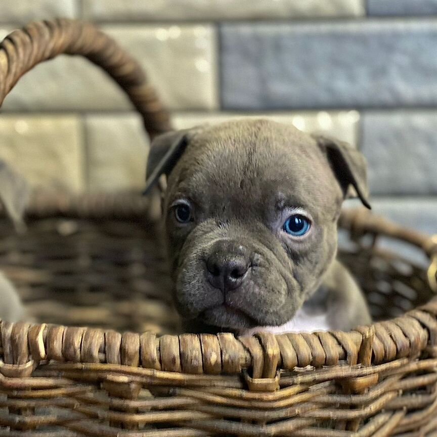 Американский булли, щенок