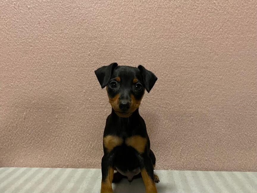 Щенки Цвергпинчера