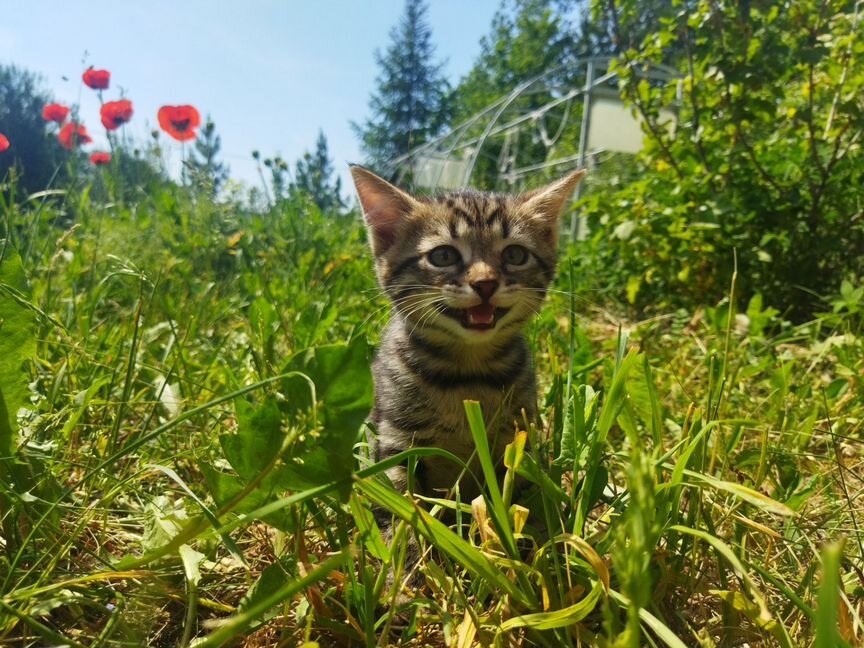 Тигренок пермский