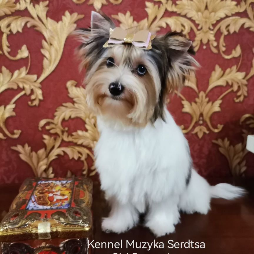 Голубоглазая йорочка