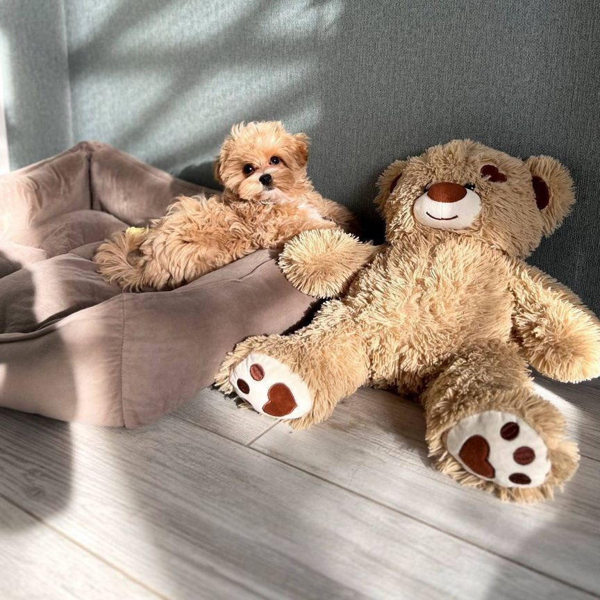 Мальтипу, щенок