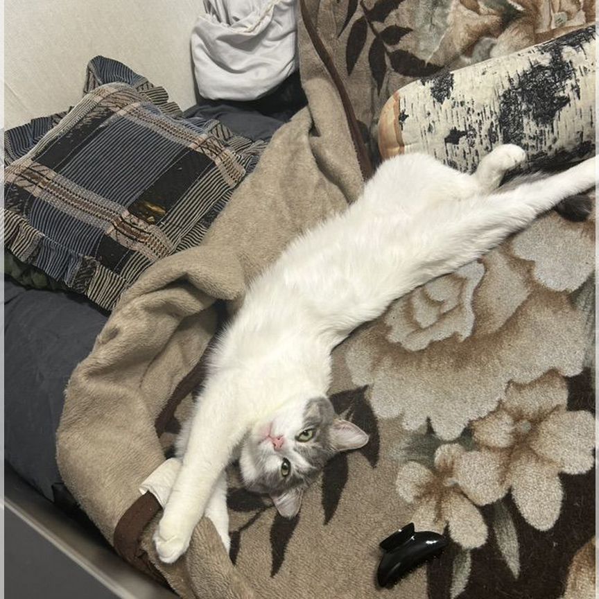 Взрослая кошка в добрые руки