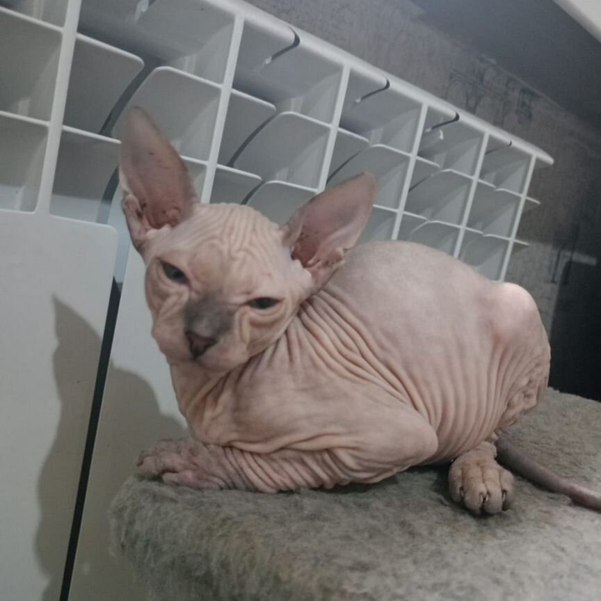 Котята сфинкс