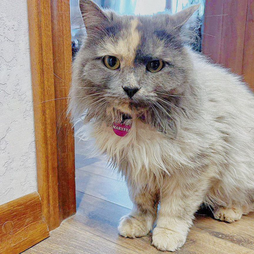 Трехцветная кошечка в теплый дом