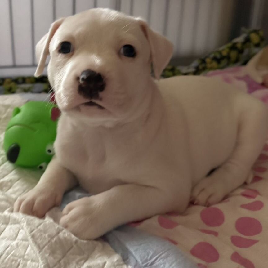 Американский стаффордширский терьер, щенок