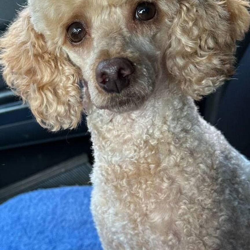 Щенки карликого пуделя