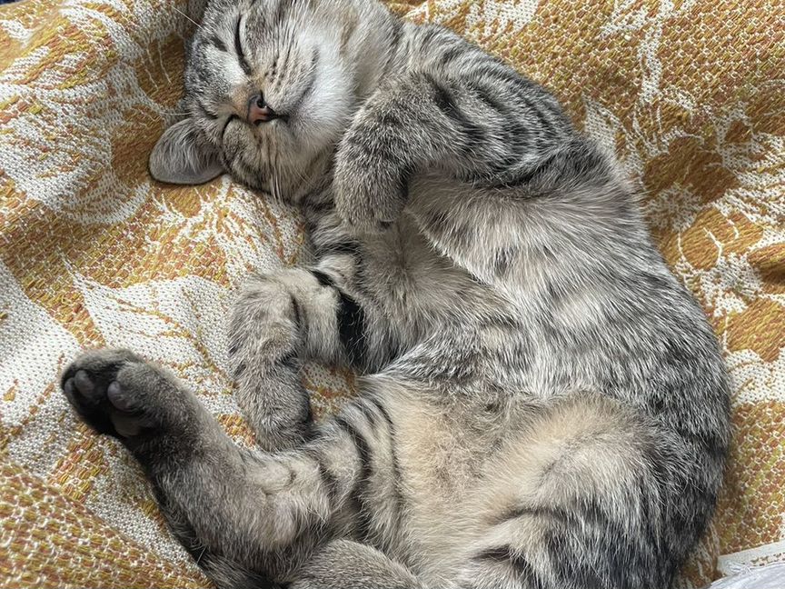 Котёнок (кот) в добрые руки