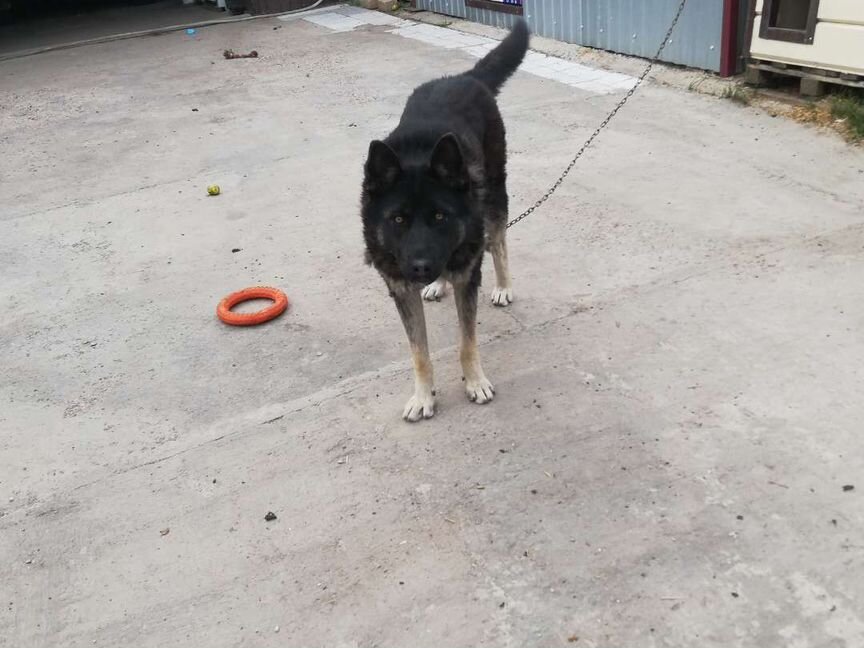 Собаки бесплатно