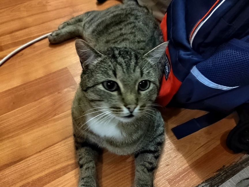 Кошки в добрые руки бесплатно