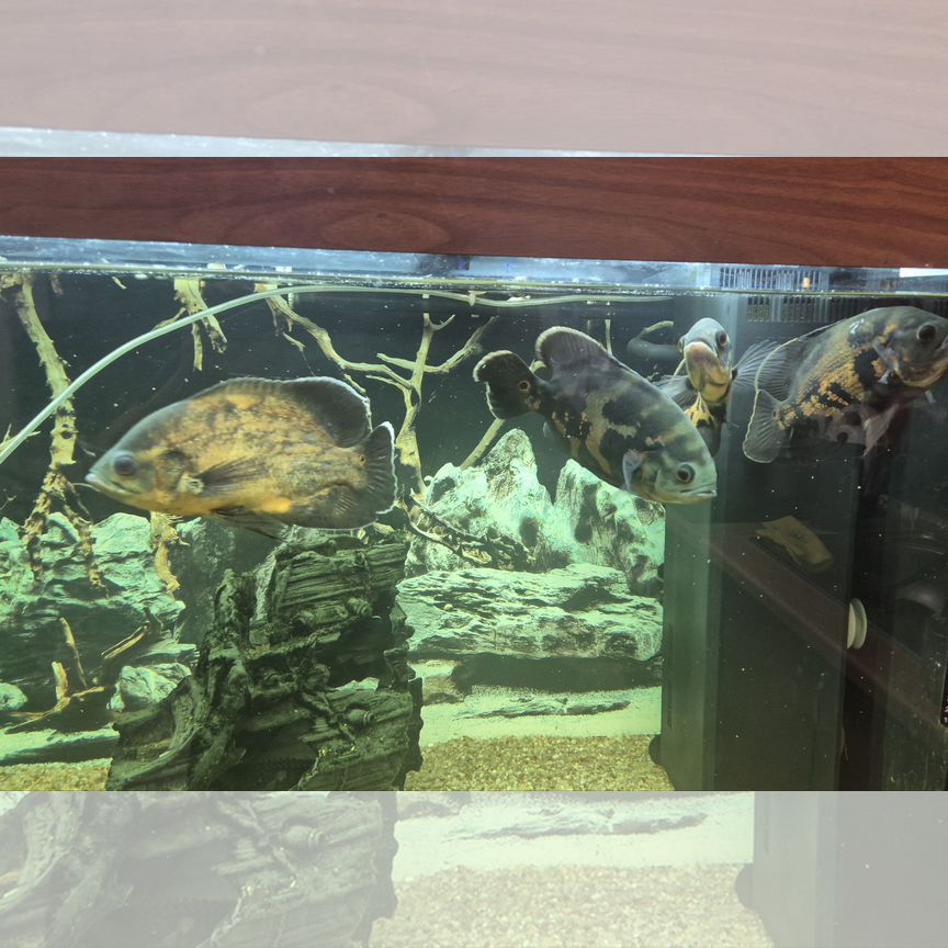 Астронотусы