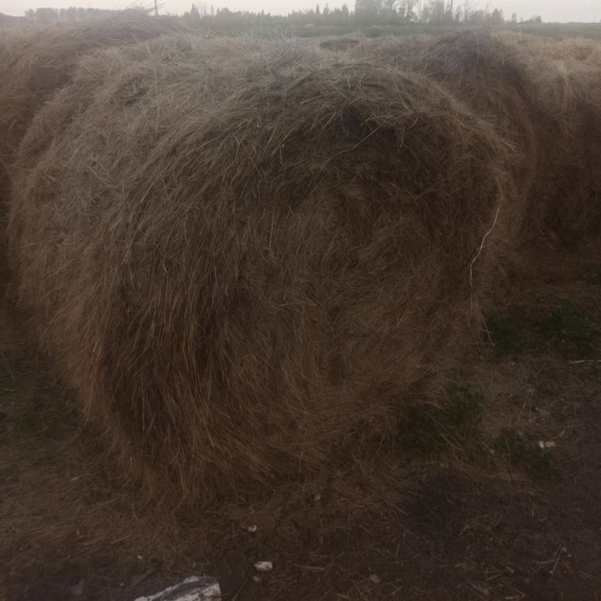 Сено солома люцерна в рулонах