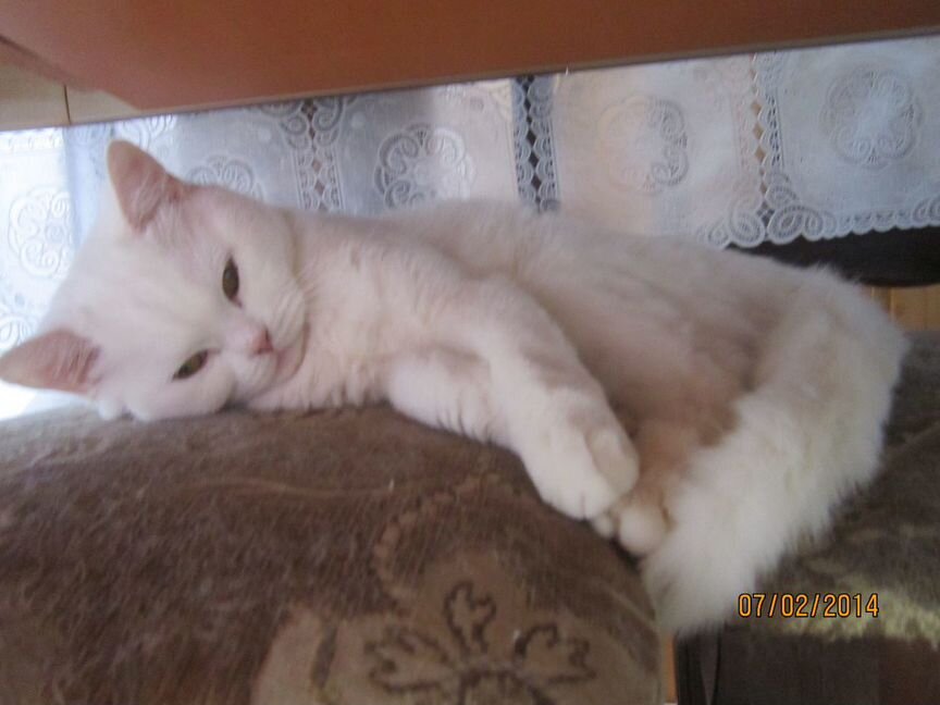 Ласковая белая кошечка скоттиш страйт