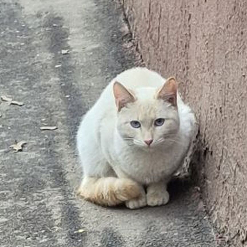 Тайский котёнок