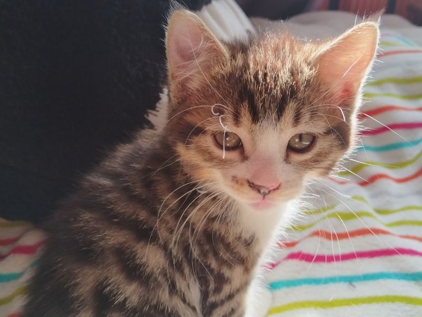 Кошка