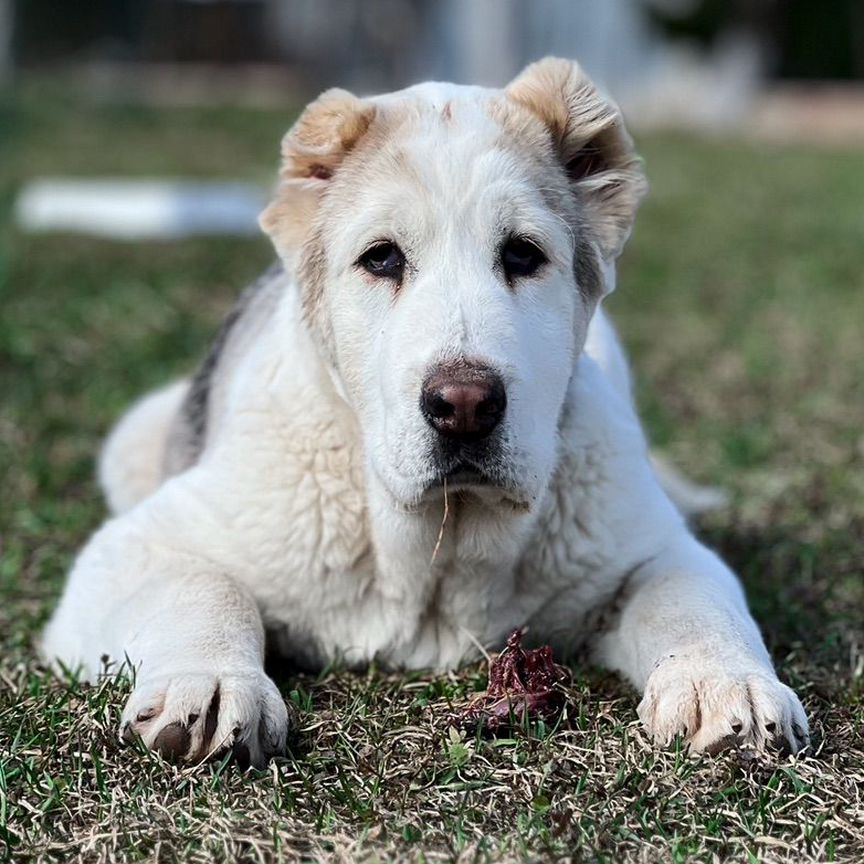 Среднеазиатская овчарка, щенок