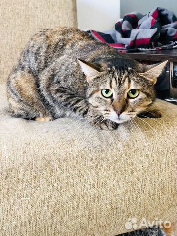 Трехлапая кисонька ищет дом