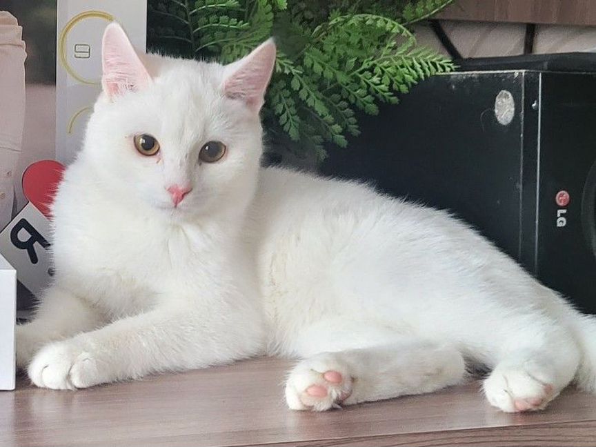 Кошка бесплатно