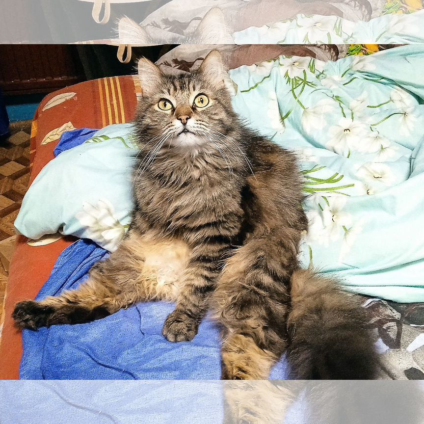 Сибирский, взрослый кот