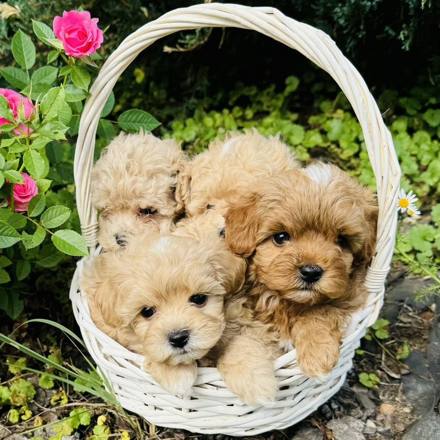 Мальтипу, щенок