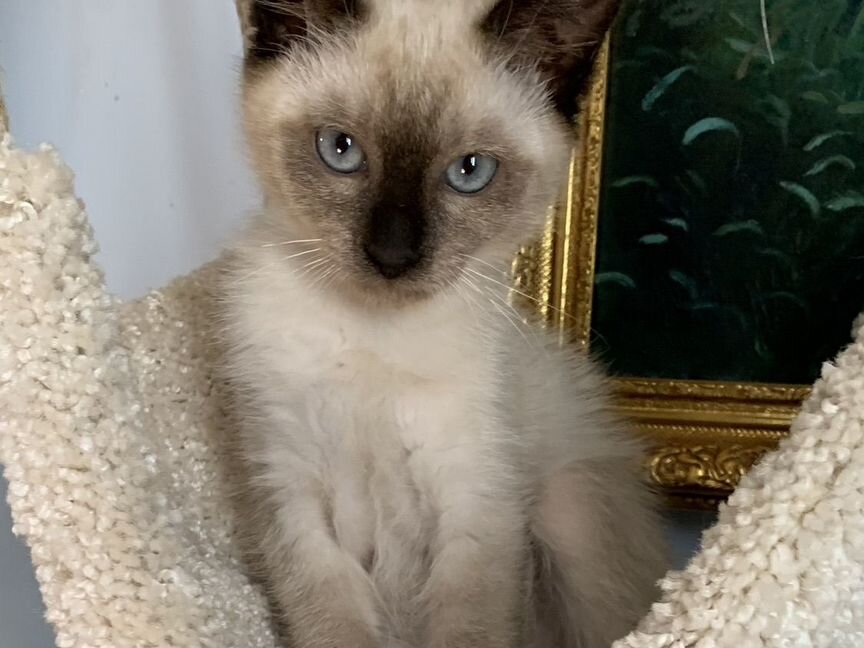 Сиамские котята