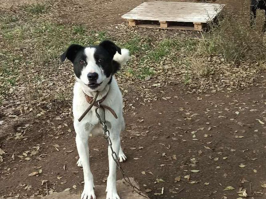 Коржик. Собака в добрые руки