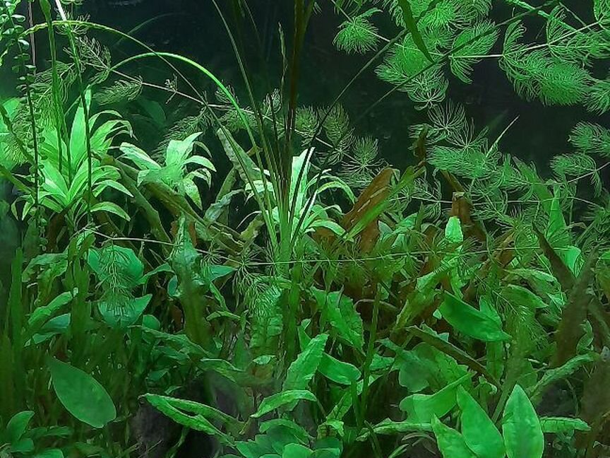 Растения для аквариума
