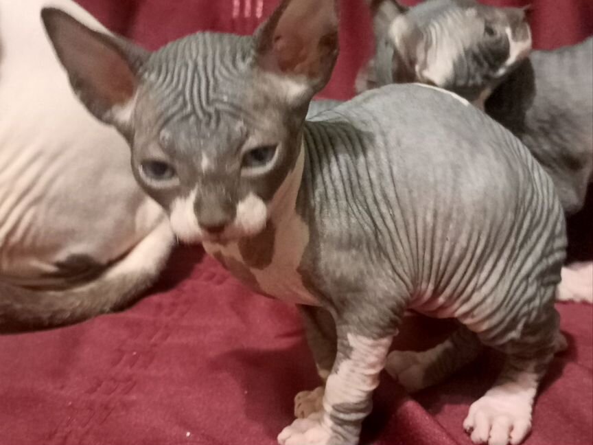 Канадский сфинкс котенок