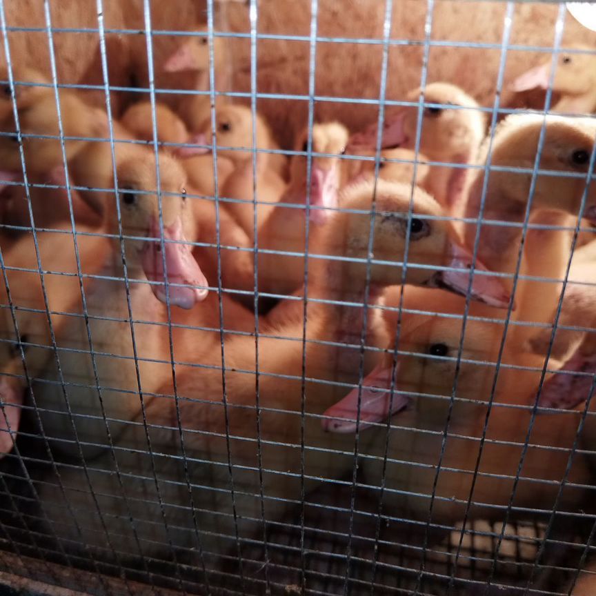 Утята подрощенные ст-5