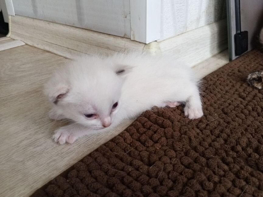 Котята отдам бесплатно