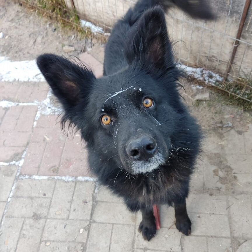 Собака Джим в добрые руки