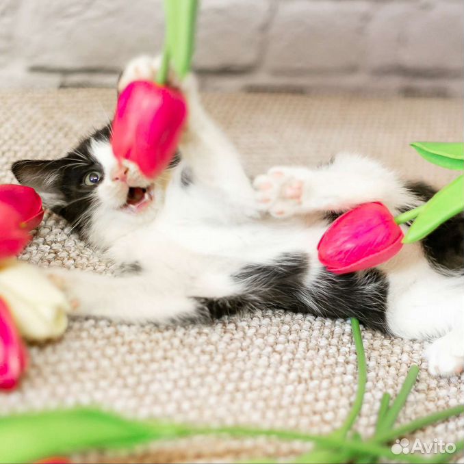 Котодевочка Стеша