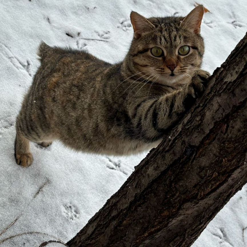 Кошечка Катюша в добрые ручки
