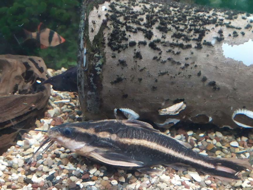 Аквариумные рыбы. Мастацембел, птеригоплихт