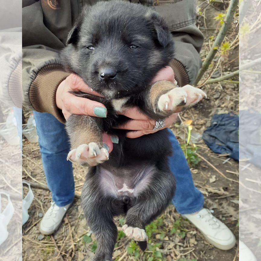 Щенки дворняжки бесплатно